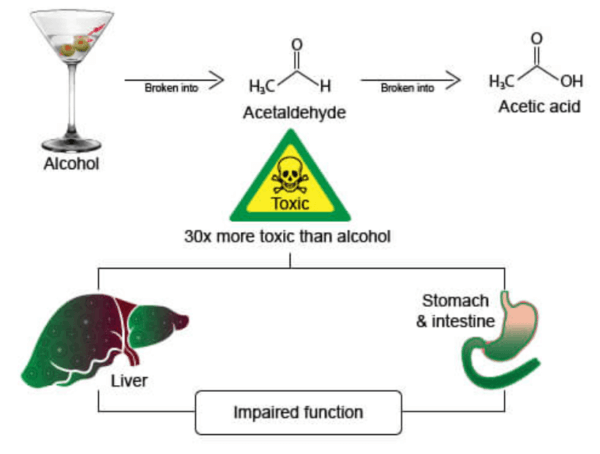 Using Dihydromyricetin for Alcohol Withdrawal and Hangovers – Fit Recovery