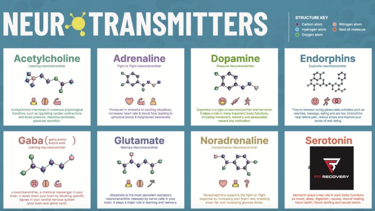 The GABA Deficiency-Alcoholism Connection – Fit Recovery